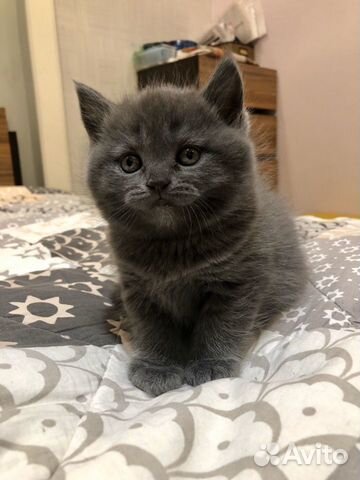 Британский котенок