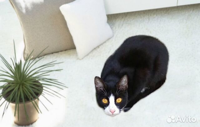 Ласковая кошка Татуся