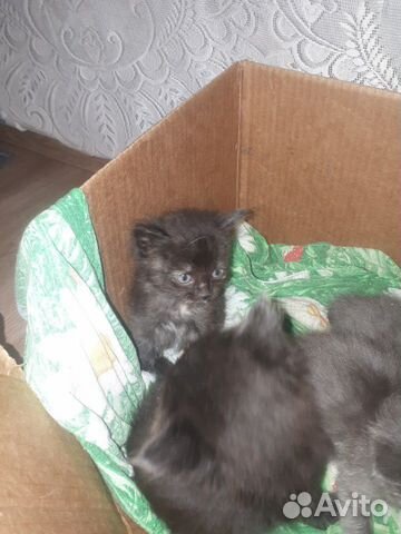 Котята