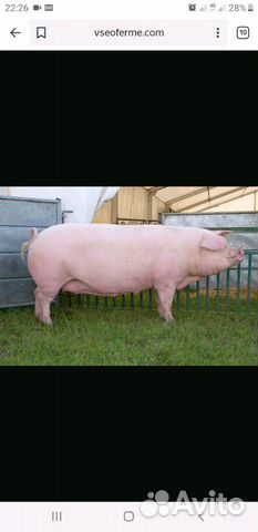 Свинка ландрас 9мес