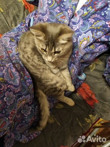 Котенок девочка 6 мес.отдам в хорошие руки,бесплат