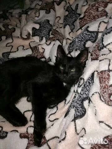 Котенок в добрые ручки