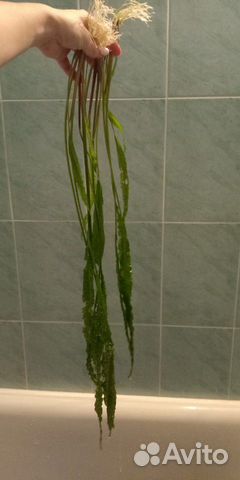 Отдам валиснерию