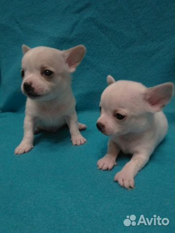 Чихуахуа. Светлые минюшки