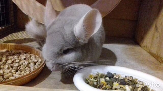 Отдам бесплатно шиншилл