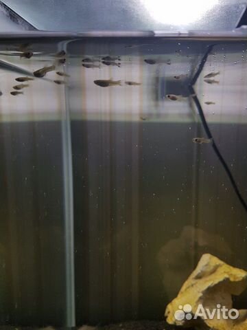 Мальки Гуппи бесплатно