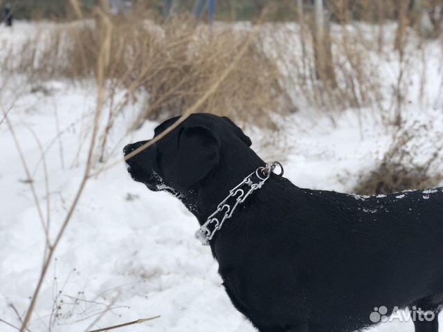 Лабрадор приглашает на вязку