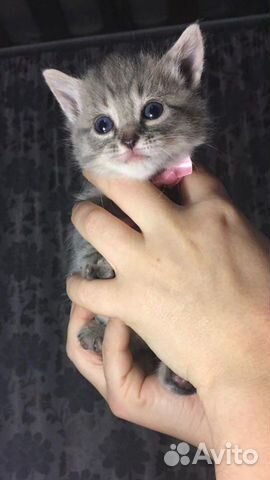 Котёнок