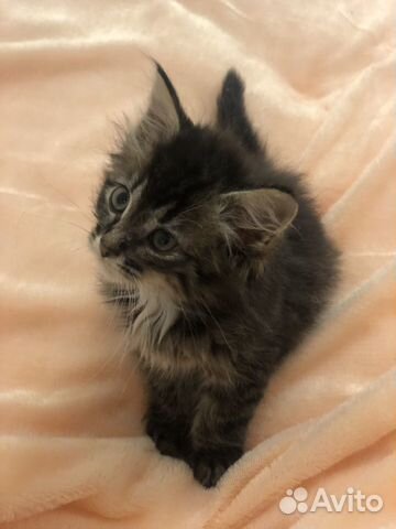 Котенок в добрые руки