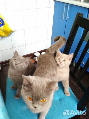 Отдам бесплатно британских котят