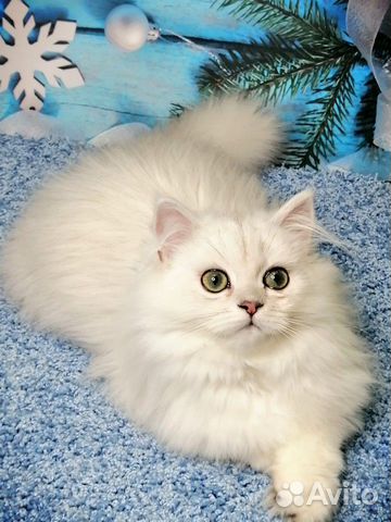 Котик длинношерстный Шикардосик
