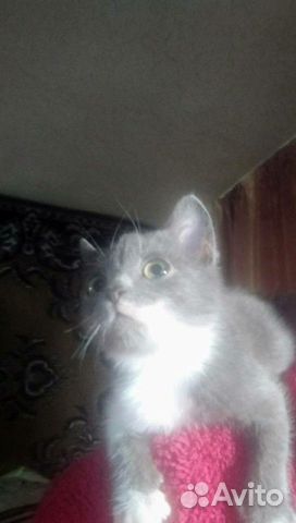 Бесплатно чудо котенок