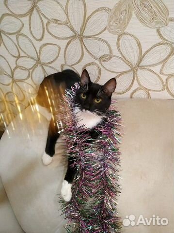 Котенок в добрые руки