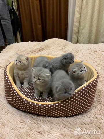 Продаются шотландские котята