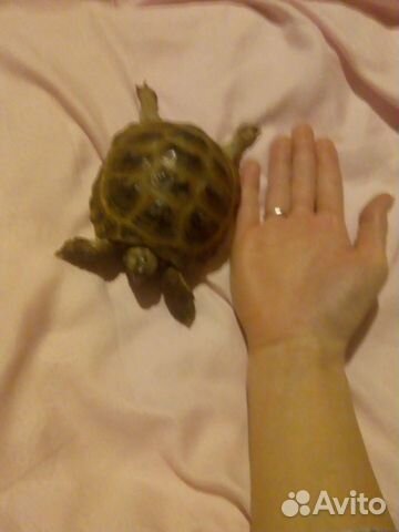 Черепаха сухопутная