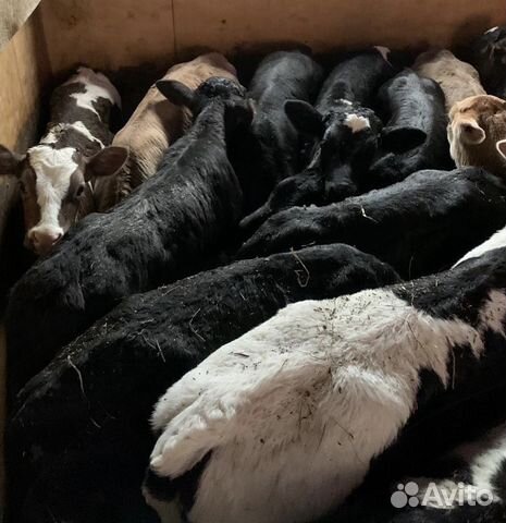 Бычки телята