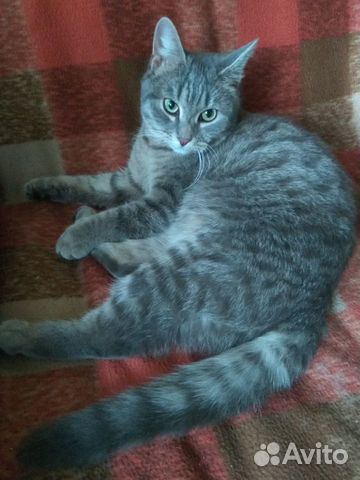 Кошечка Дымка