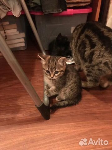 Котята