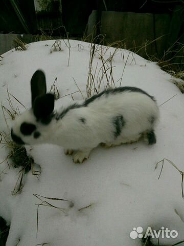 Немецкий пестрый великан (строкач)