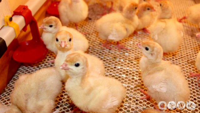 Реализуем суточный молодняк индеек