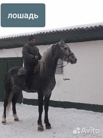Лошади орловцы