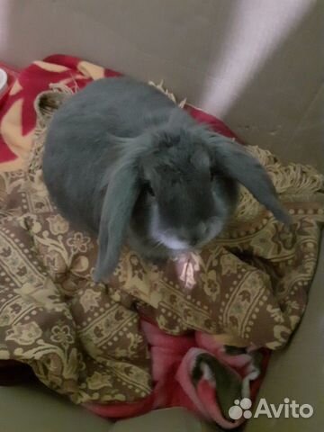 Отдаём в хорошие, добрые руки крольчиху Лизу, за п