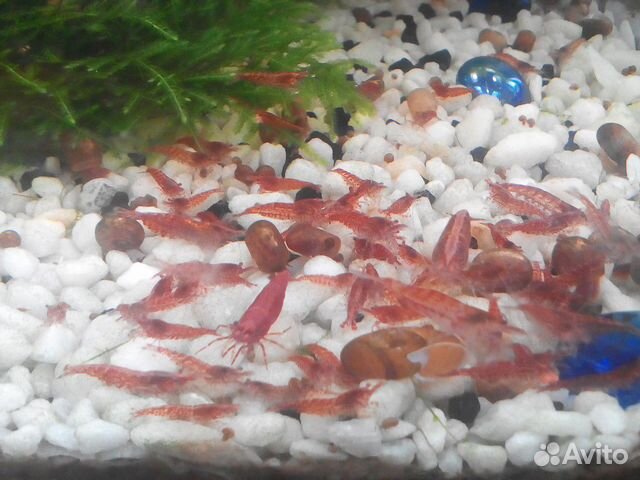 Креветка Чери