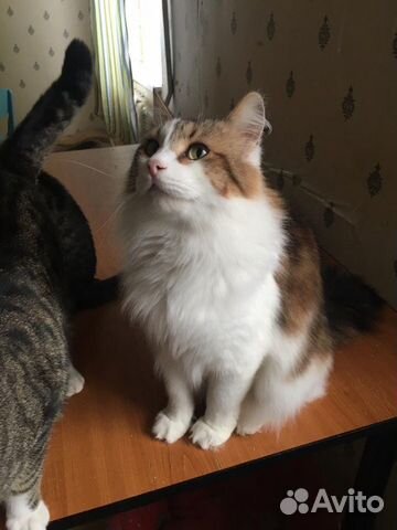 Кот