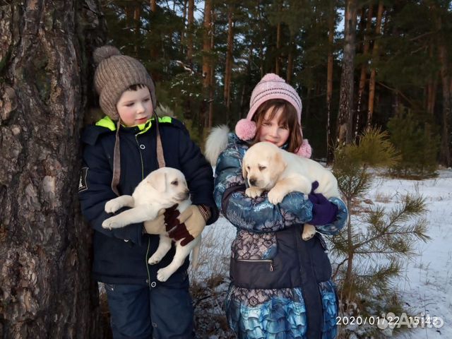 Щенки лабрадора