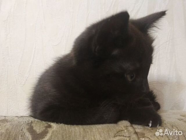 Шоколадный заяц