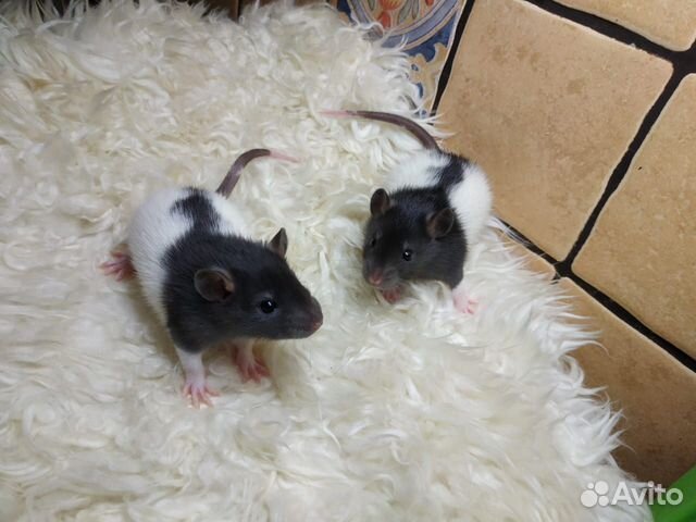 Крыса бесплатно