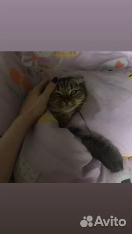 Ласковая кошечка ищет новый дом