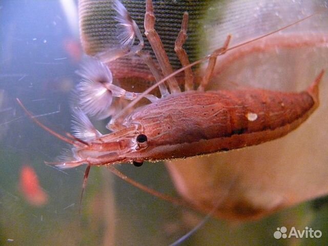 Фильтратор креветка.Банановый фильтратор