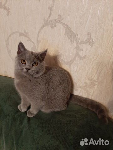 Шотланский кот бесплатно