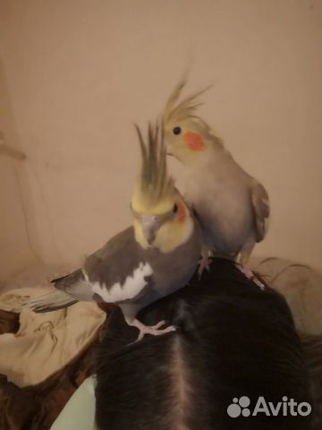 Разводная пара корелл самец говорящий