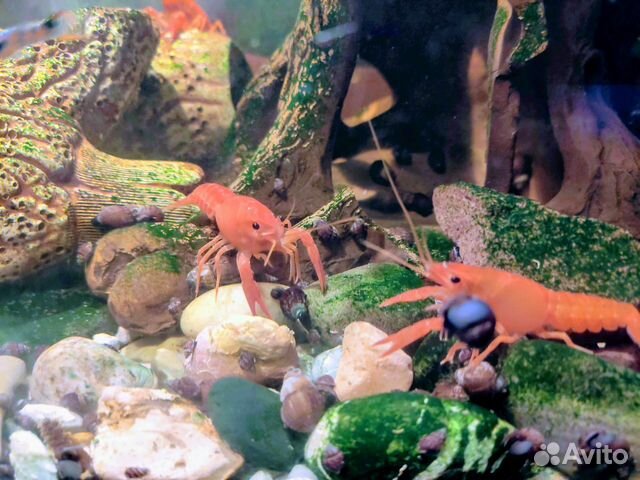 Красные Флоридские раки