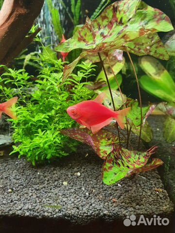 Тернеция коралово-розовая (цена за стайку из 8 шт)