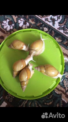 Улитки ахатины