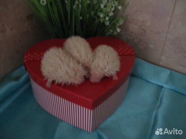 Африканские карликовые ежи мальчики и девы. Е