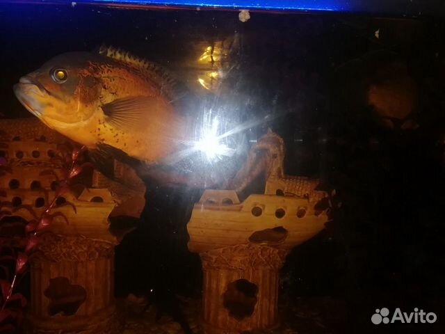 Рыба астронотус