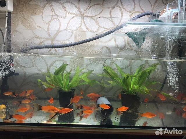 Барбус, меченосцы, молинезия