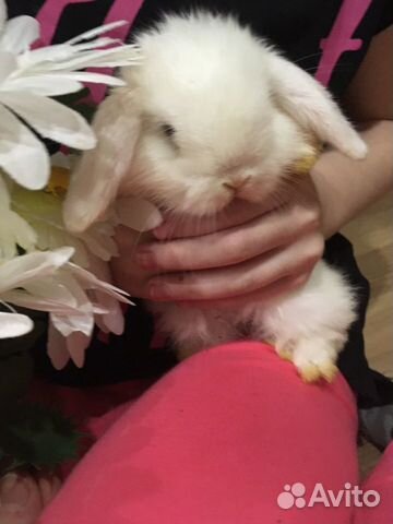 Вислоухие барашки