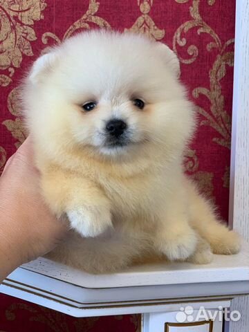 Шпиц мальчишки белый и кремовый