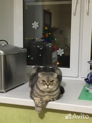Продаю кошку