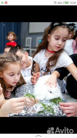 Вислоухий боран