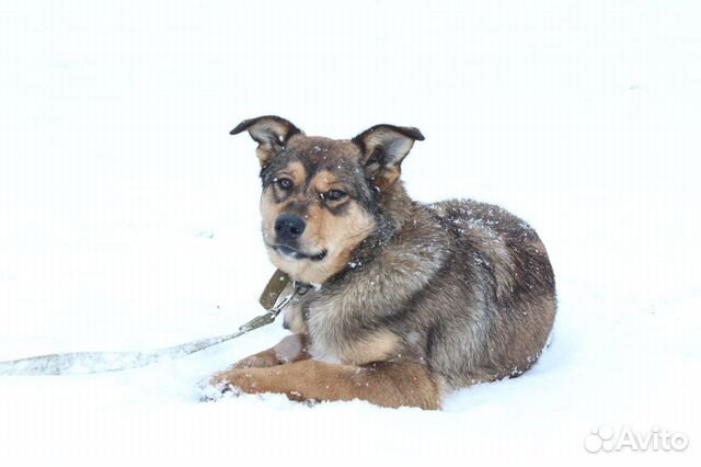 Щенок (мальчик. 6,5 месяцев) в дар, в добрые руки