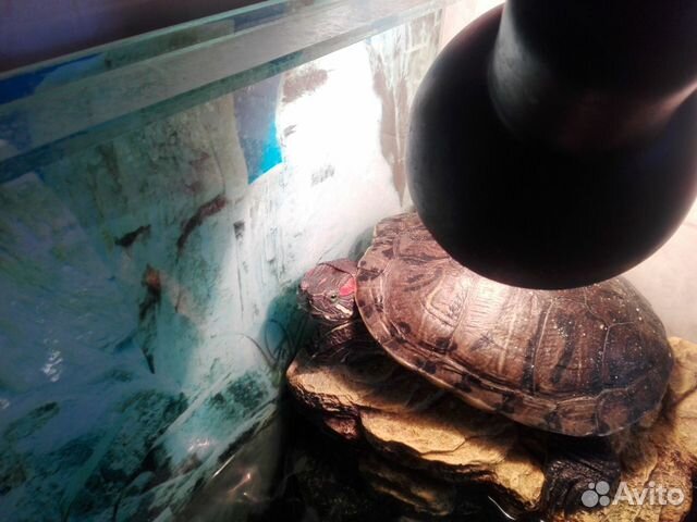 Черепаха красноухая с аквариумом и аксессуарами