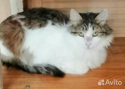 Домашний кастрированный котик