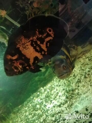 2 остранотуса