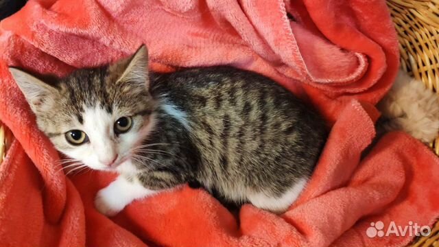Серо-полосатый котенок (Бруня) в добрые руки